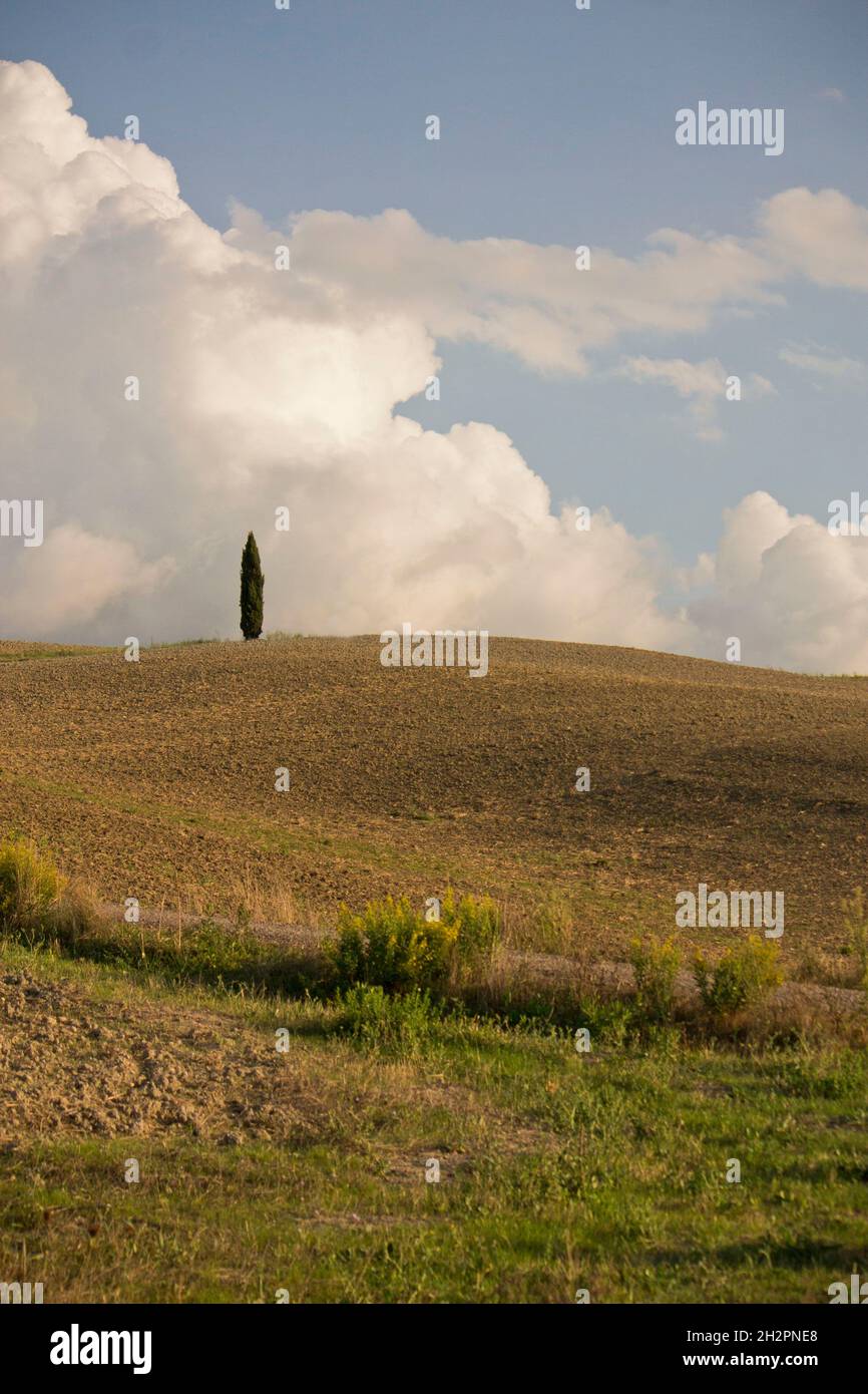 rural scenary in tuscany with cypress tree Stock Photo - Alamy