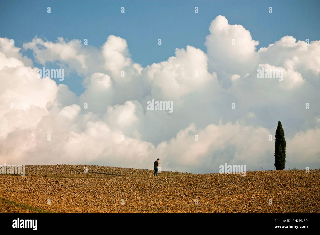 rural scenary in tuscany with cypress tree Stock Photo - Alamy