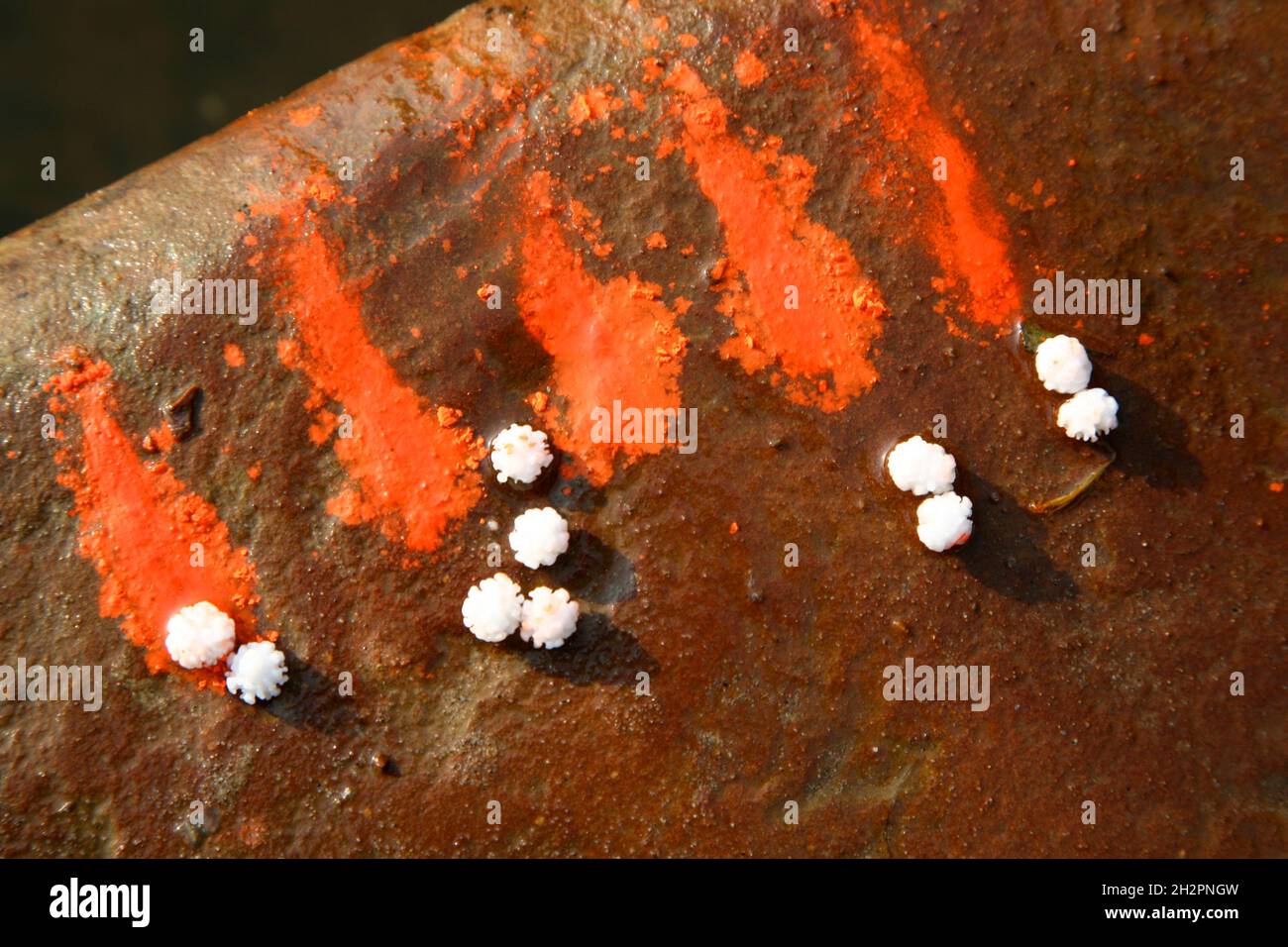 INDIA. DETAIL AFTER A PUJA IN VARANASI (BENARES). THE FIVE LINES ...