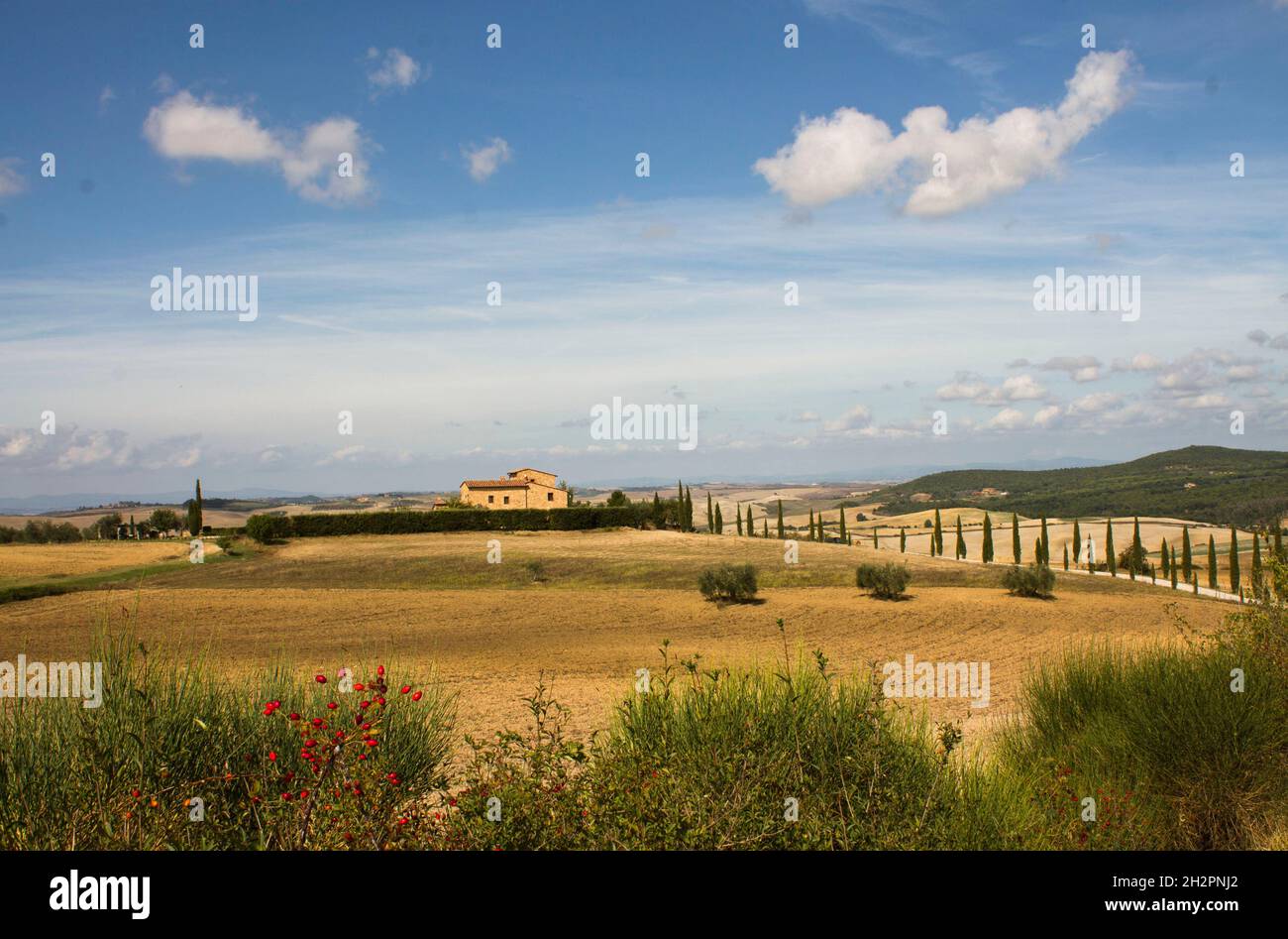 rural scenary in tuscany with cypress tree Stock Photo - Alamy