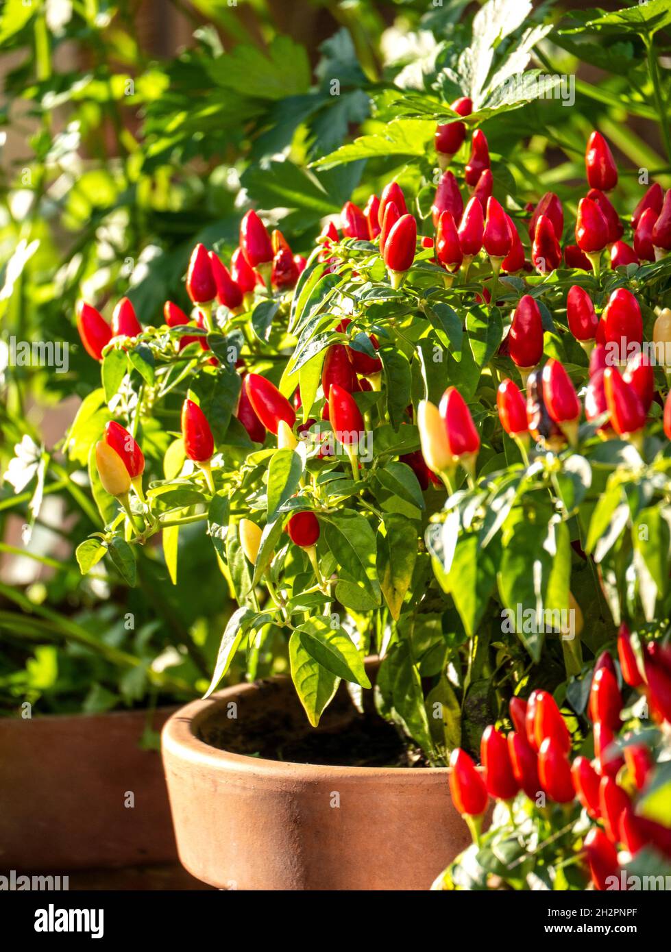 Chilli pepper prairie fire hi-res stock photography and images - Alamy