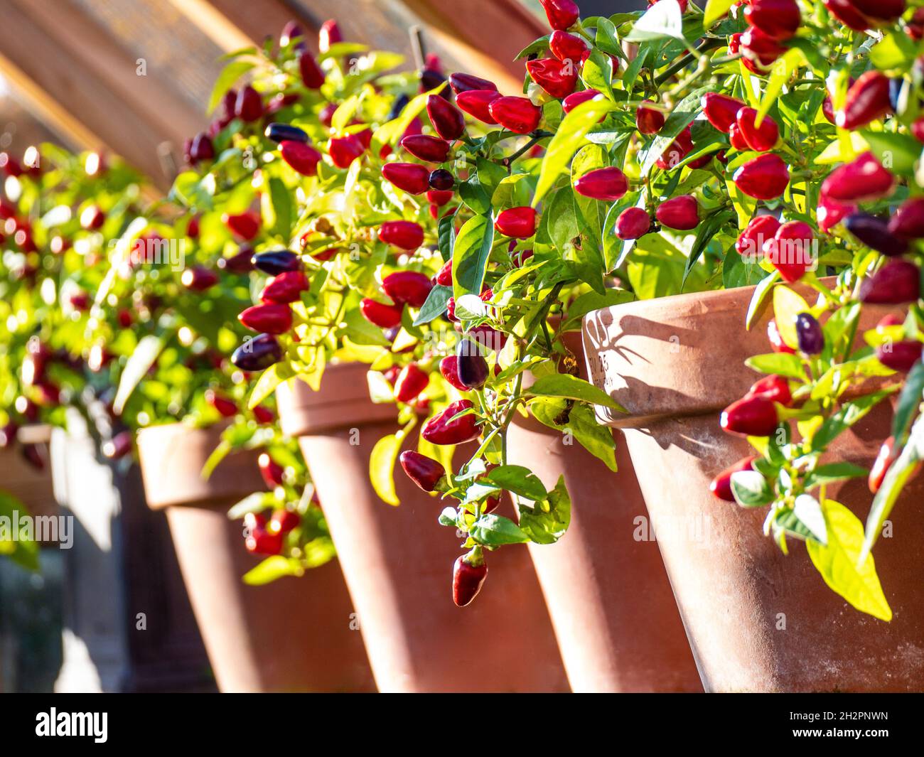 Chilli Pepper 'Loco' chillies terracotta potted in a sunny wooden ...