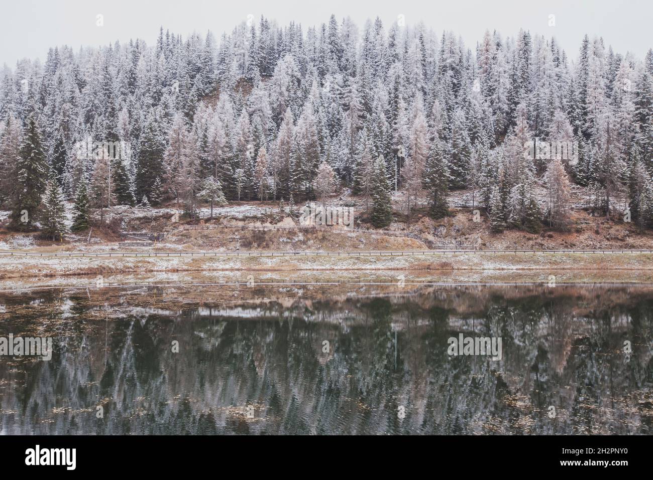 snowfall, first snow in Dolomites mountains, forest reflection in the ...