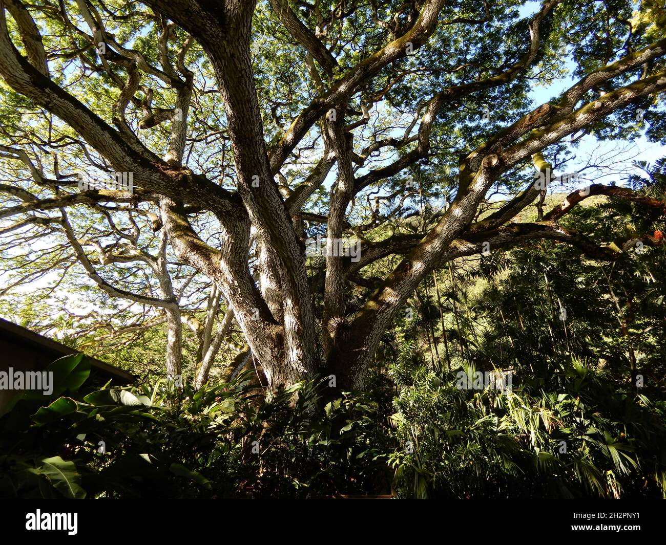 Waimea Valley Historical Hawaii High Resolution Stock Photography and ...