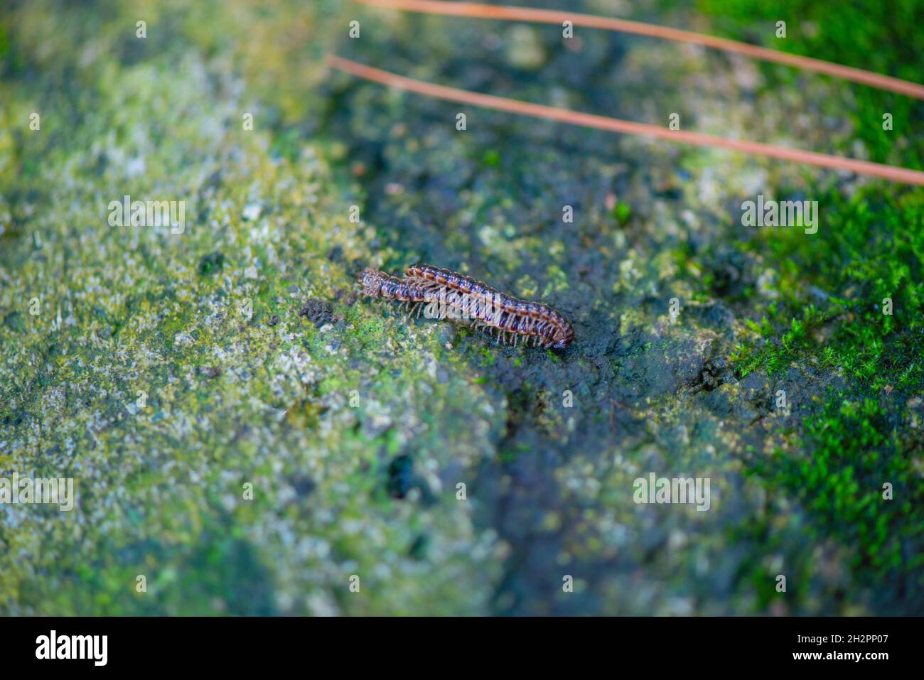 Colored worm hi-res stock photography and images - Alamy