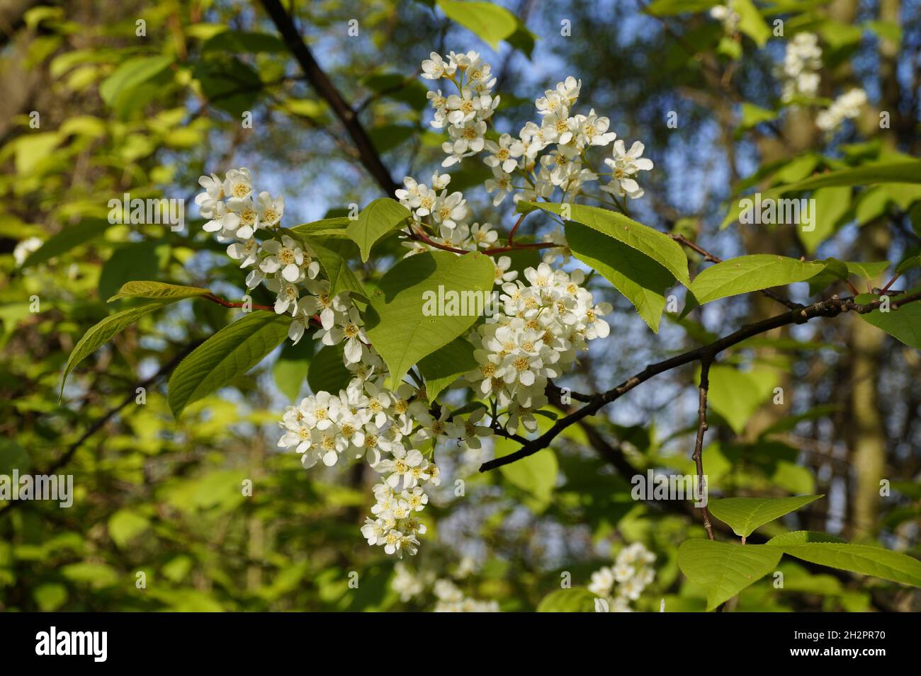 Beautiful bird cherry tree in full bloom on a sunny April day Stock ...
