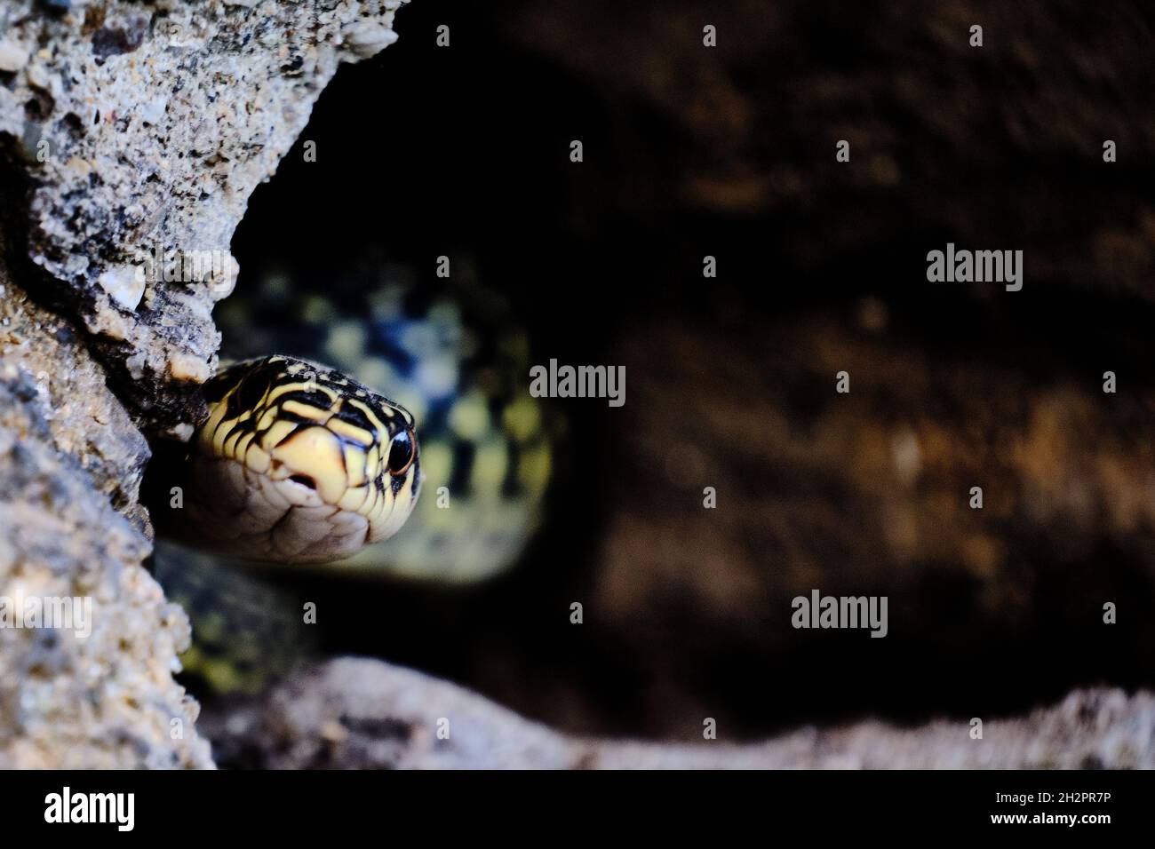 snake in a stone wall Stock Photo - Alamy