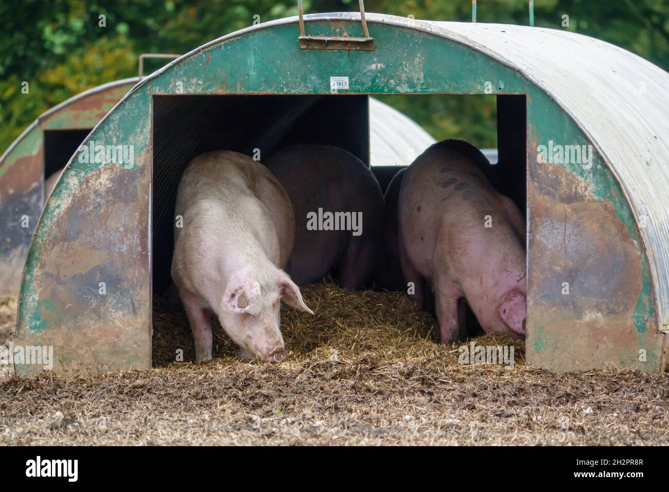 Outdoor pig hut hi-res stock photography and images - Alamy