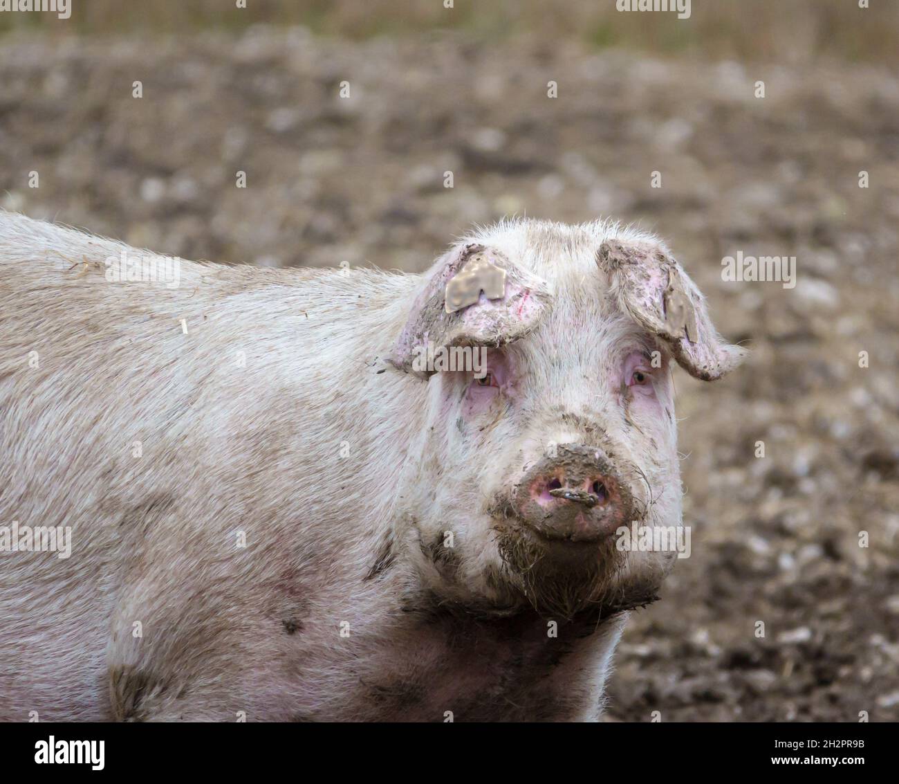an inquisitive dutch landrace sow pig stares toward the camera, looking ...