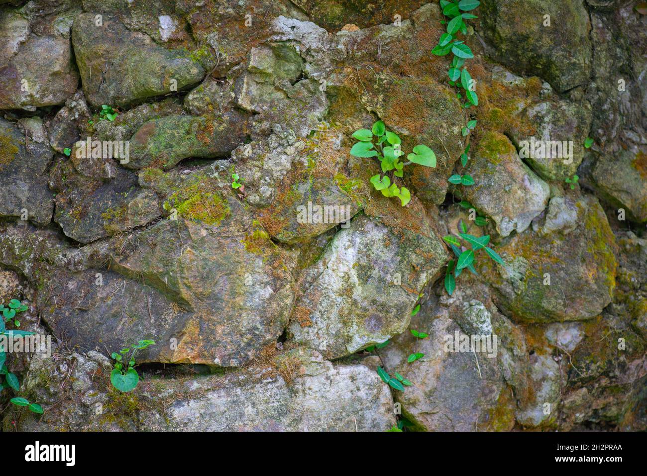 plants grow right on a stone in a botanical garden in Batumi Stock ...