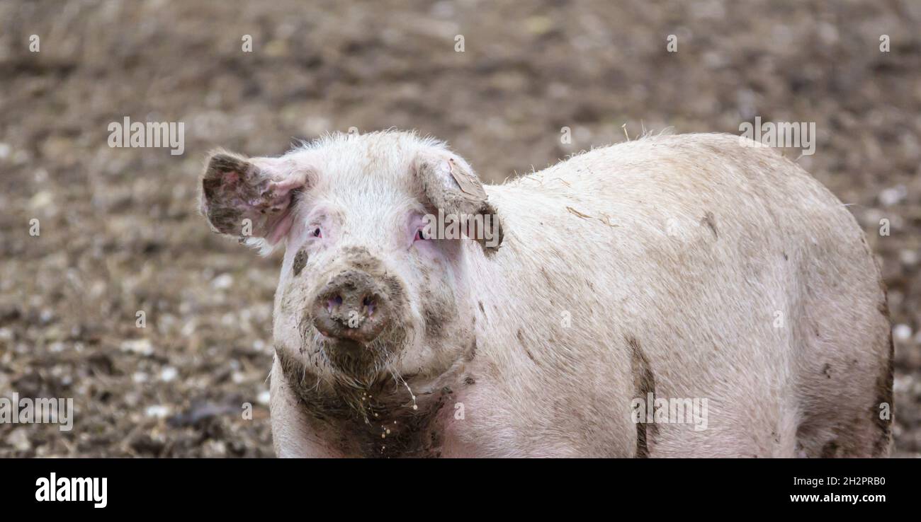 Oink camera hi-res stock photography and images - Alamy