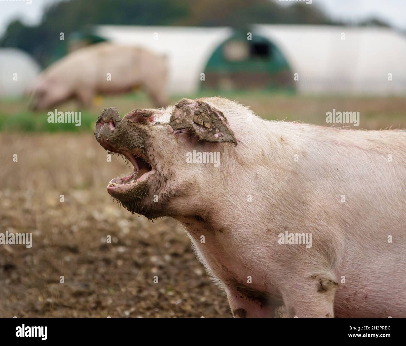 Pig tongue hi-res stock photography and images - Alamy