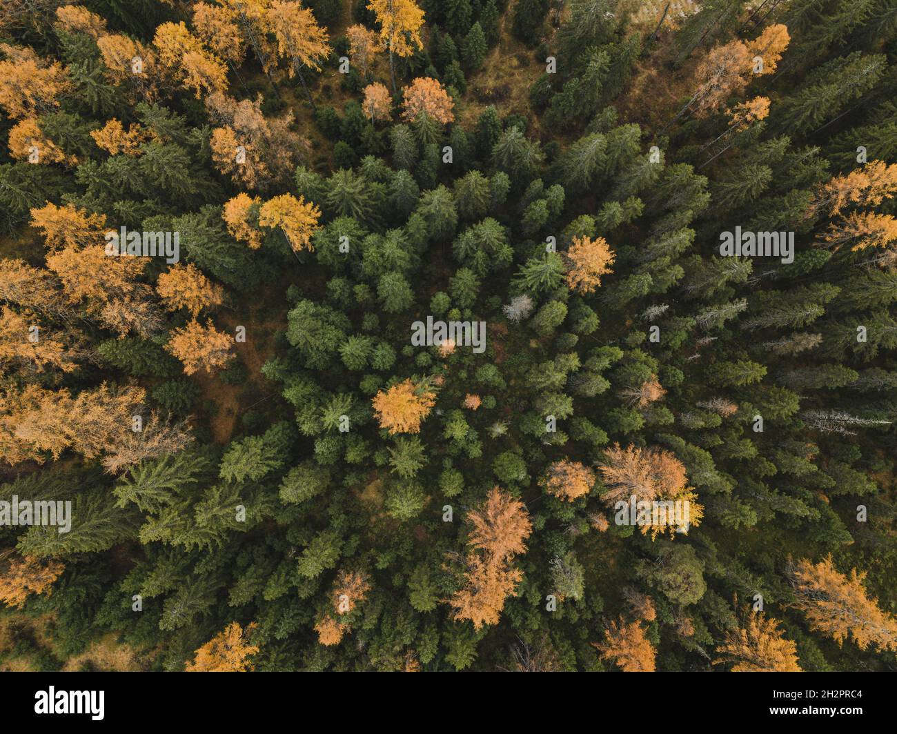 Autumn forest aerial top down view from above, fall season background ...