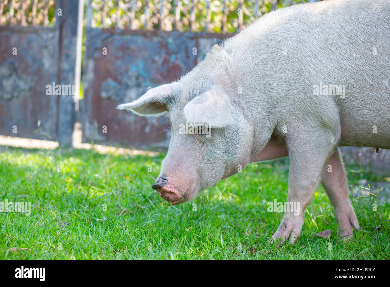 pigs with a big heel eats at his house Stock Photo - Alamy