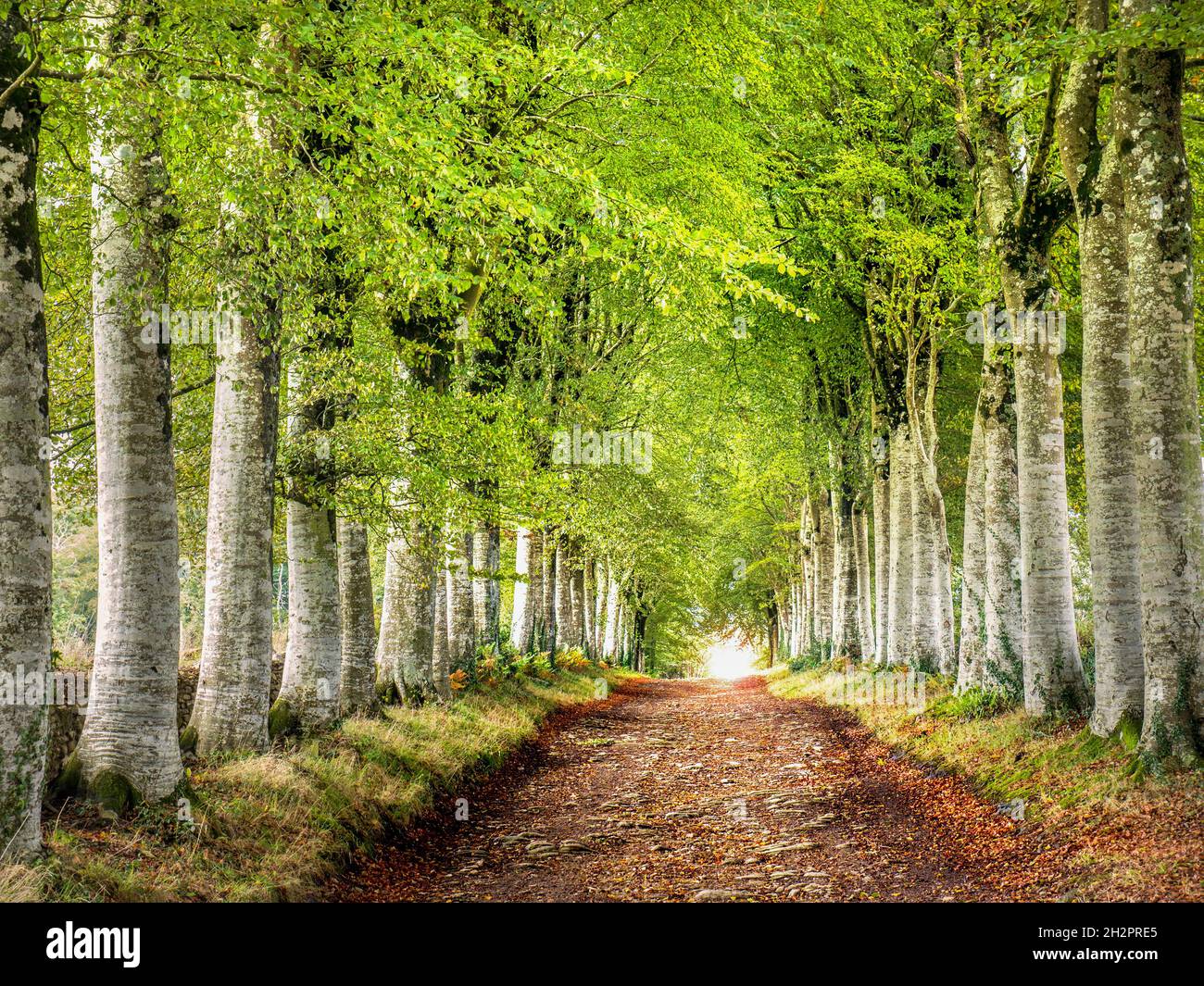 Birch Trees in perfect symettery line a rustic country path leading to ...