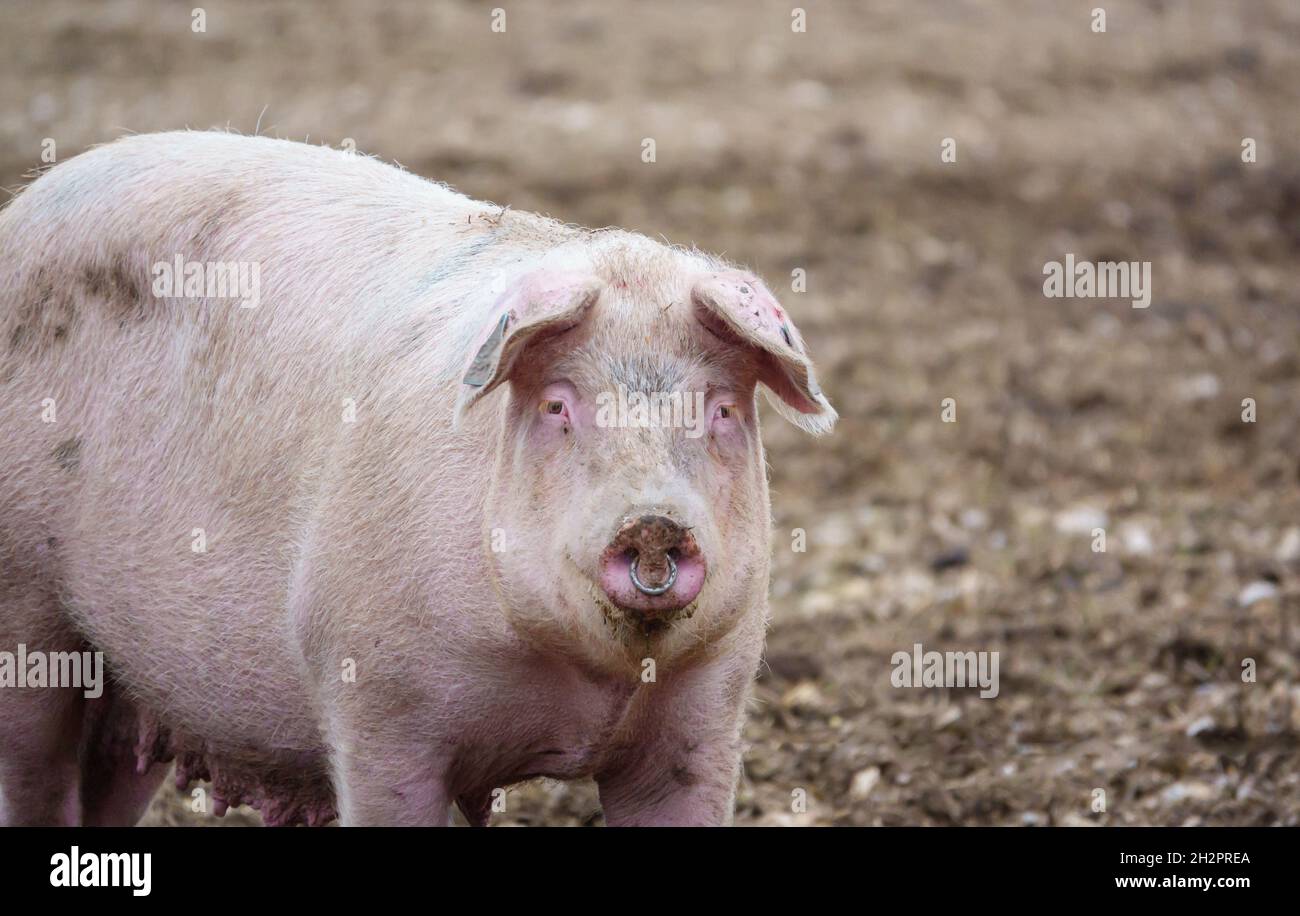 an inquisitive dutch landrace sow pig stares toward the camera, looking ...