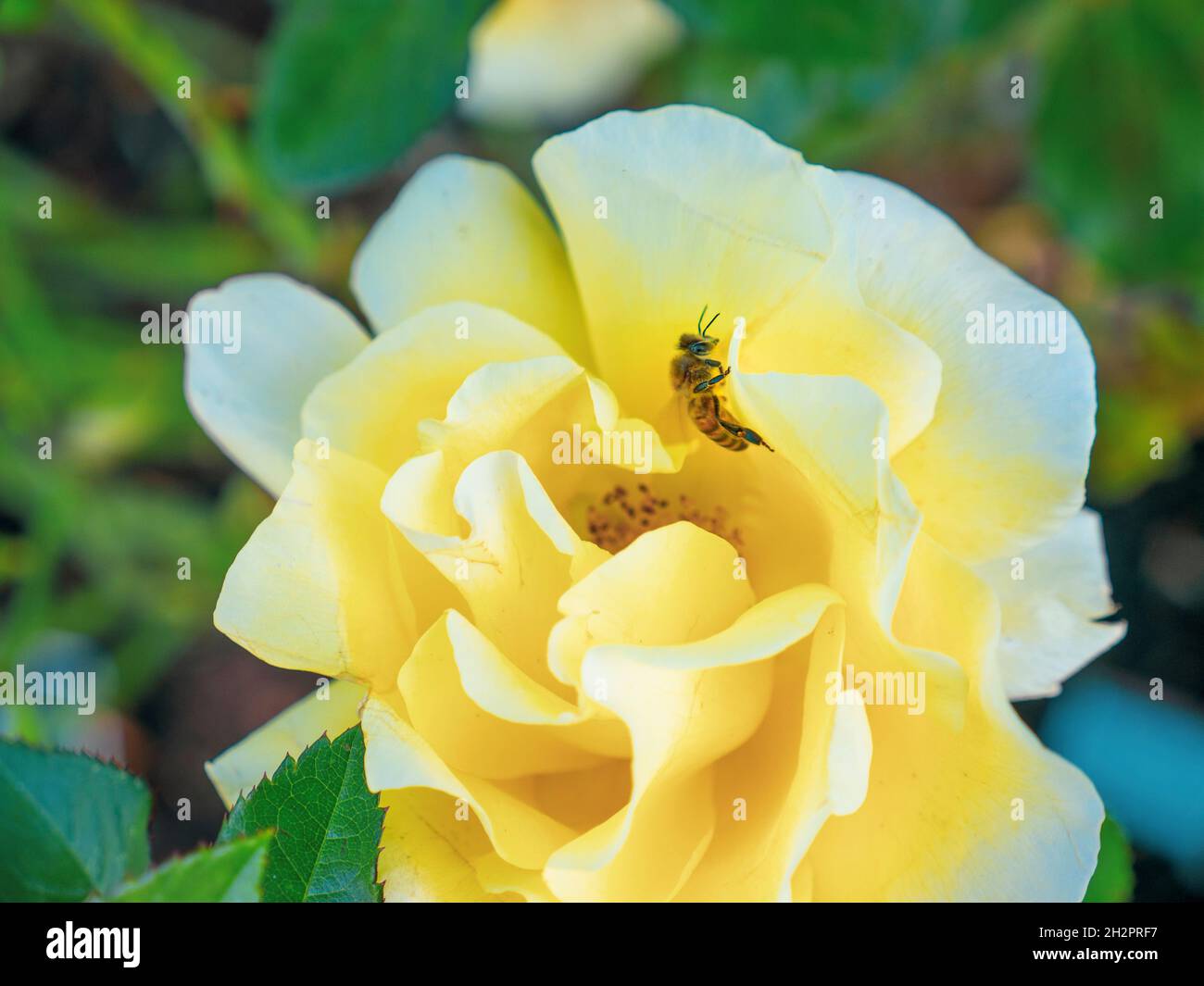 Honey bee gathering pollen from a 'Rosa Glorious Interictira' yellow ...