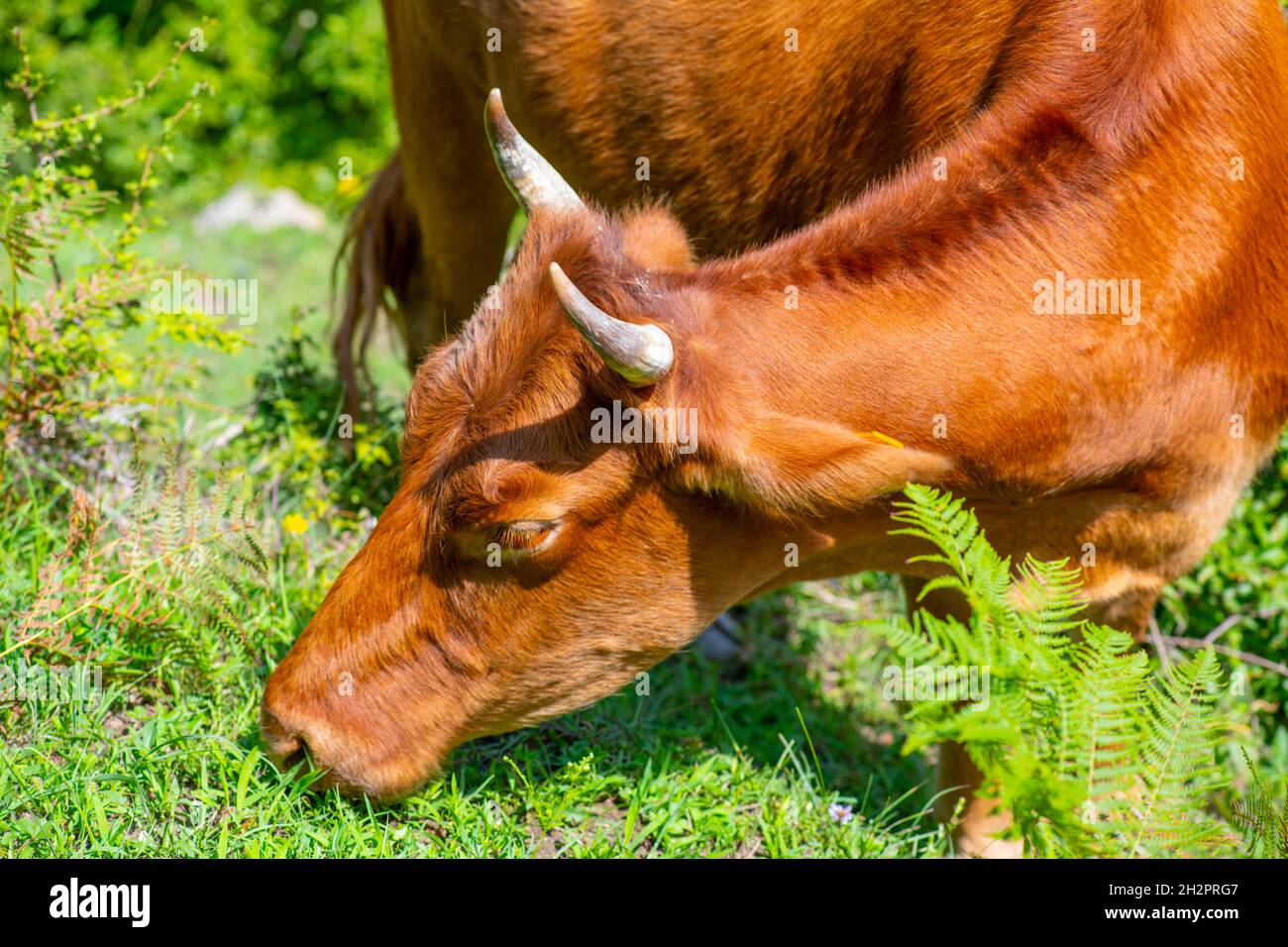 White farm cow lies in hi-res stock photography and images - Alamy