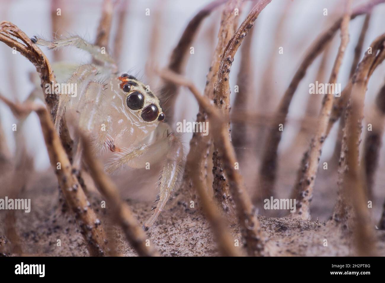Metallic jumping spider hi-res stock photography and images - Alamy