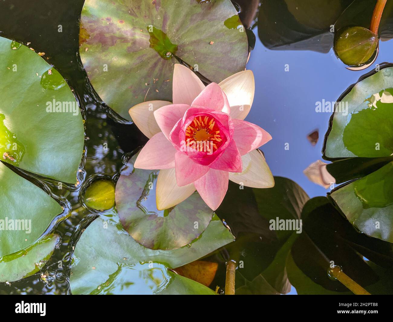 Top view of water lily on the water surface Stock Photo - Alamy