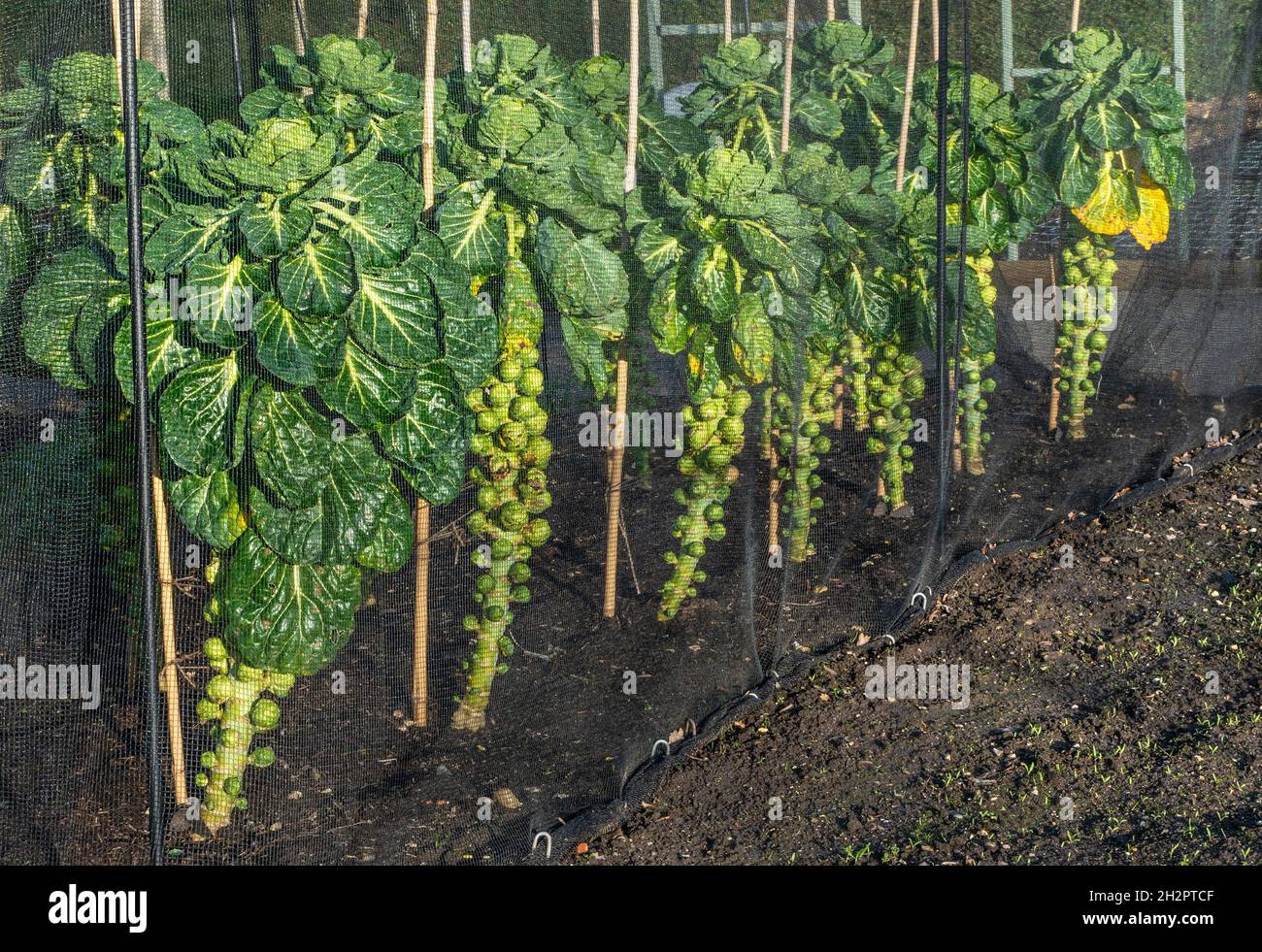 Self sufficient grow your own veg brussel sprouts hi-res stock ...