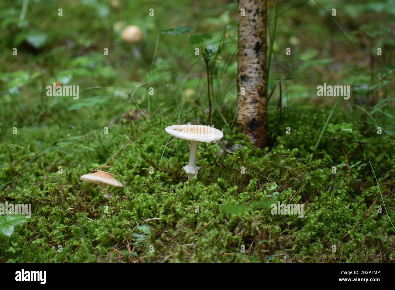 STEPANAVAN, ARMENIA - Jul 14, 2019: A close-up shot of early-growing ...