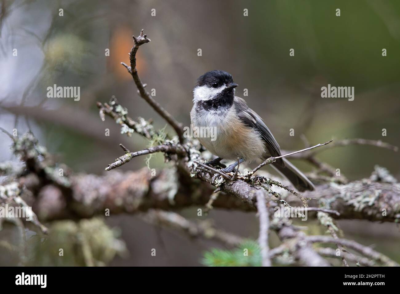 Beautiful chickadees hi-res stock photography and images - Alamy