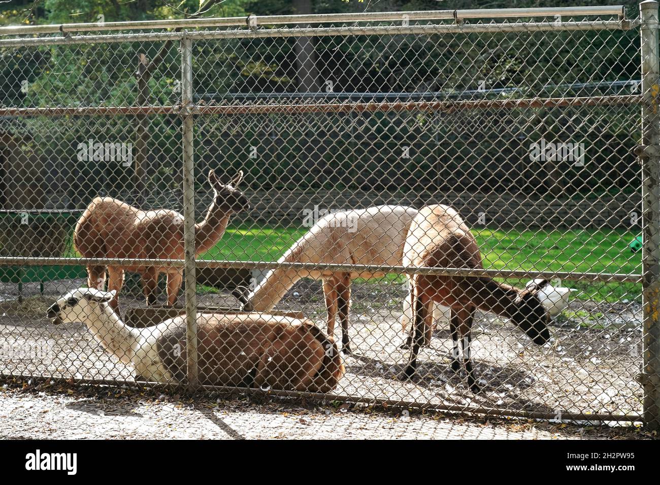 animals behind wire fence Stock Photo - Alamy