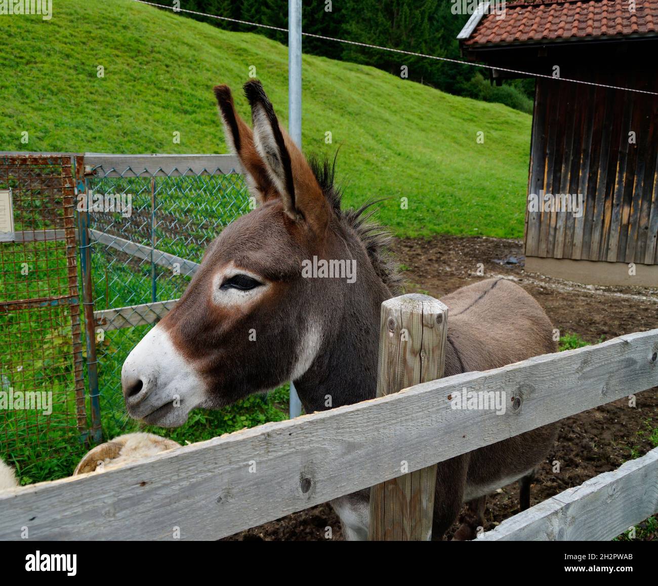 a cute and fluffy donkey resting on a green meadow in Pfronten, Bavaria ...