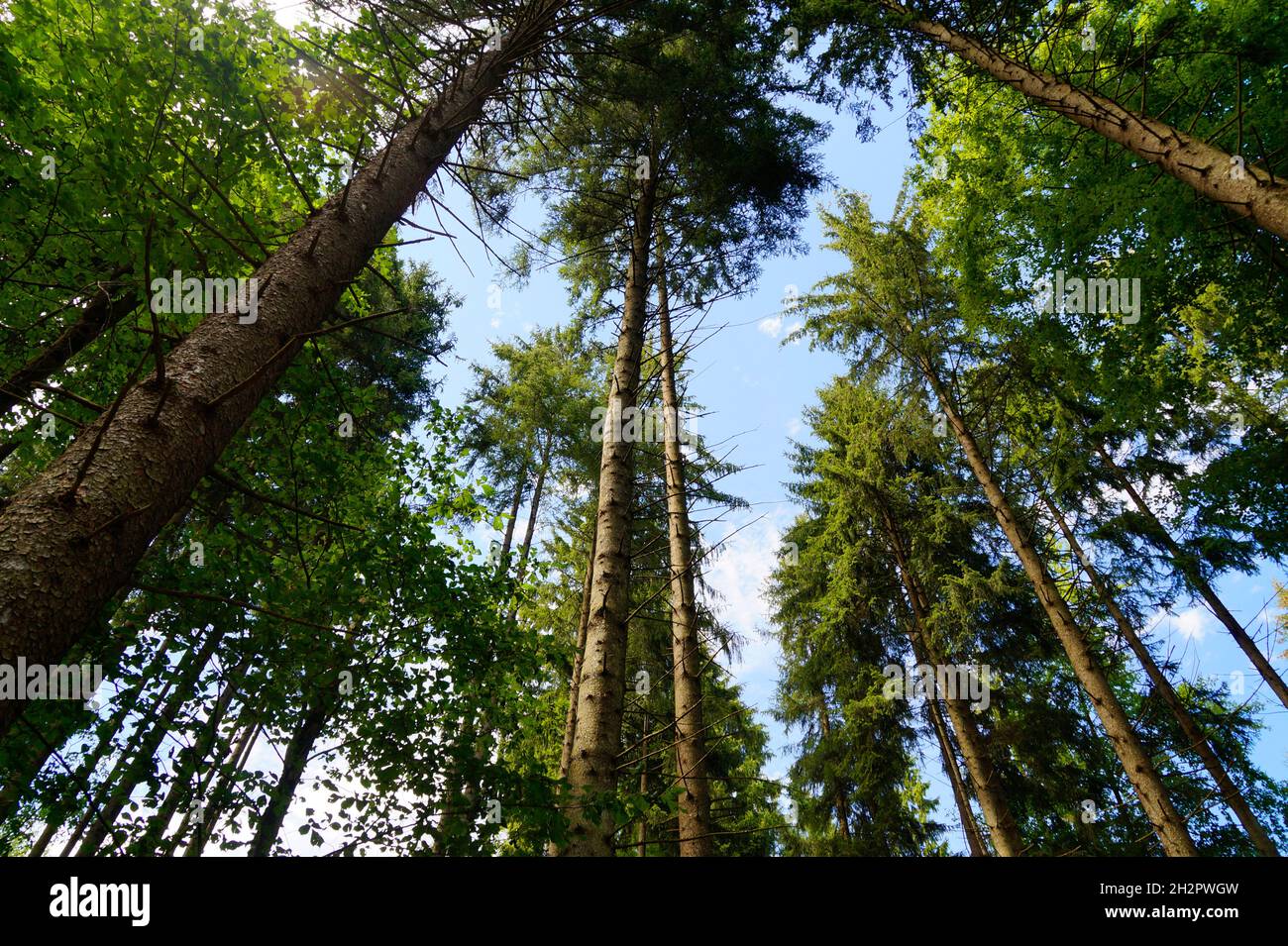 Luch green trees hi-res stock photography and images - Alamy