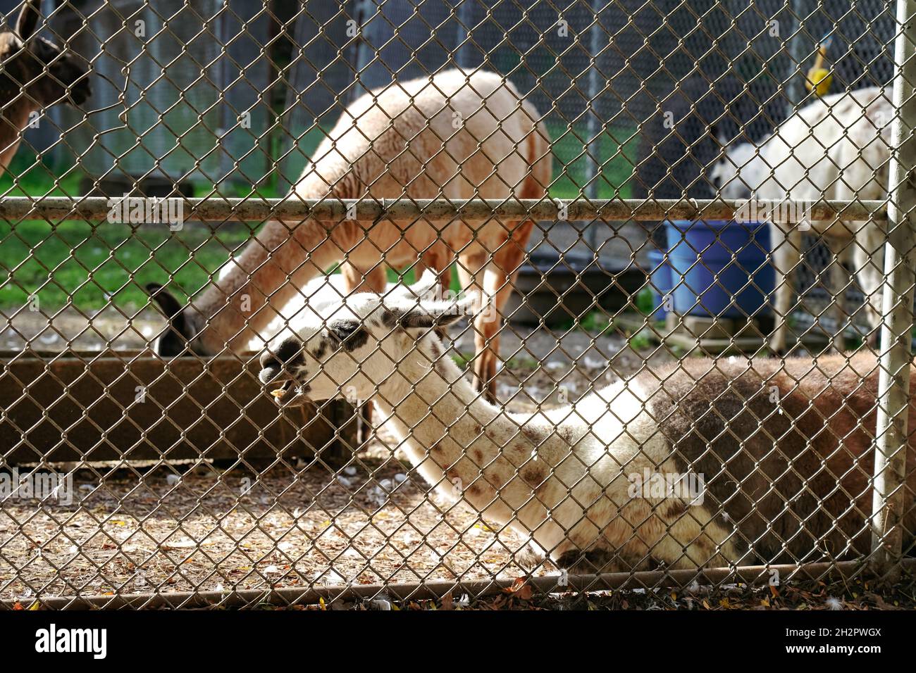 Locked up animals hi-res stock photography and images - Alamy