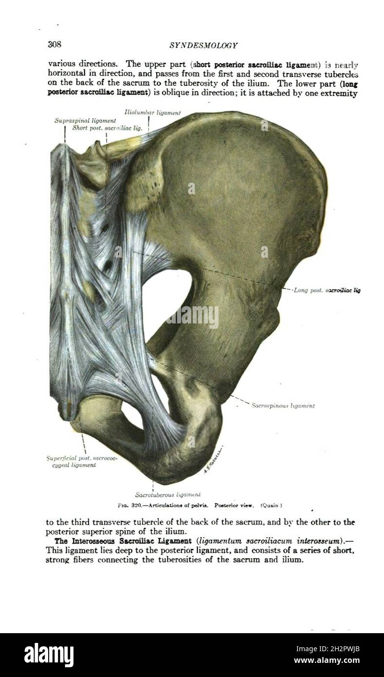 Illustration Of The Inguinal Ligament From A 19th Century Anatomy