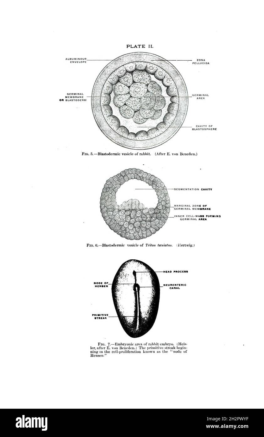 Rabbit Embryo