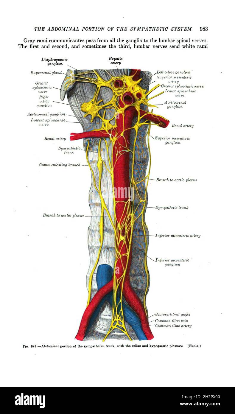 Abdominal portion of the sympathetic system; vintage anatomy Stock ...