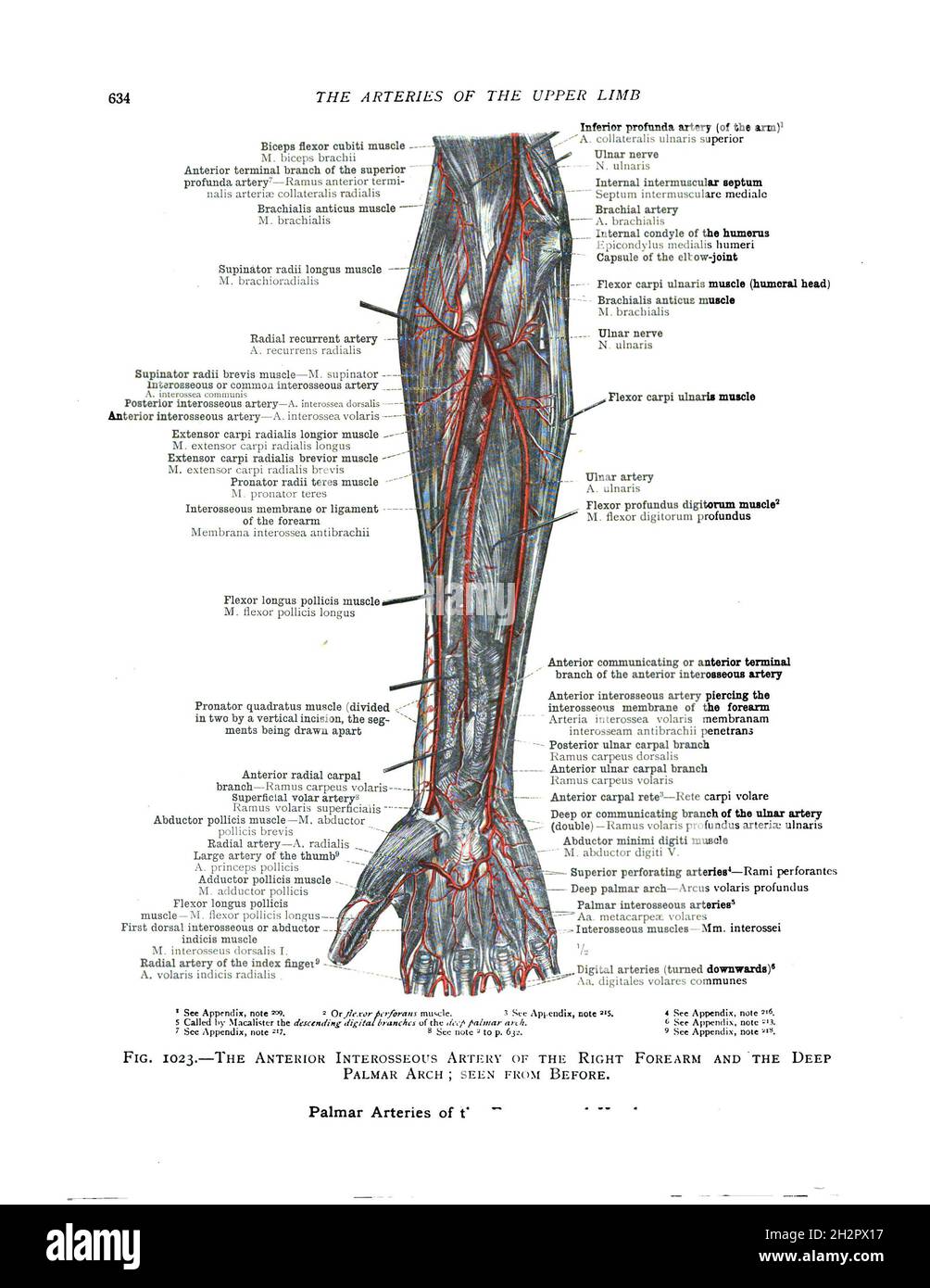 Anterior Interosseous Nerve Netter