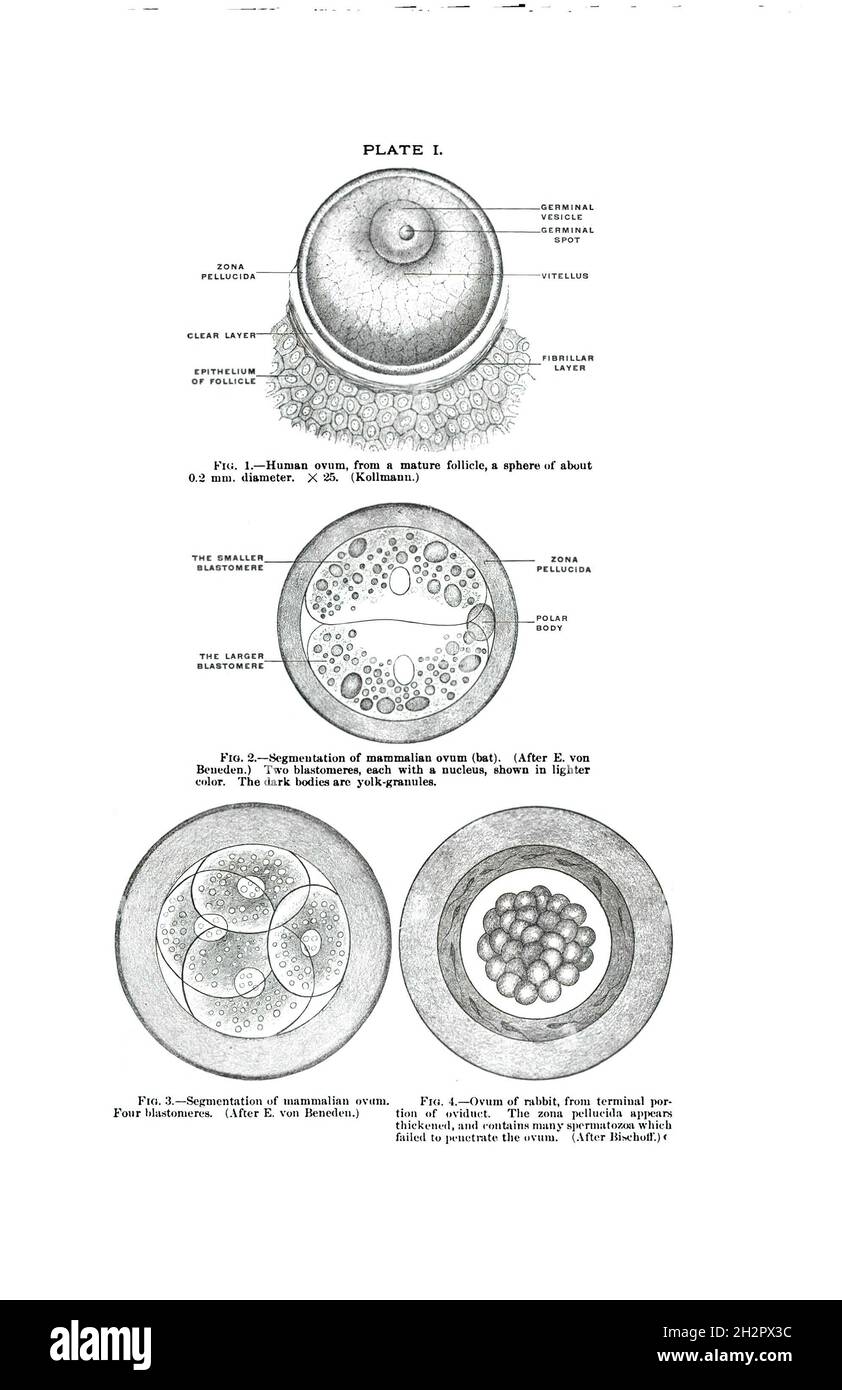Anatomy book with illustrations of the human ovum, segmentation of ...