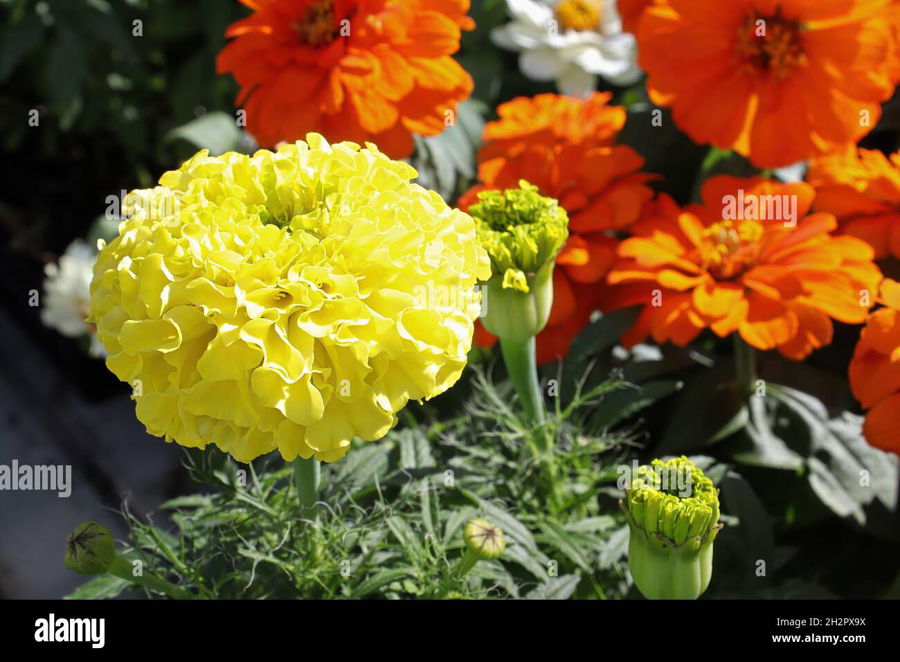 Closeup of yellow and orange marigold plants Stock Photo - Alamy