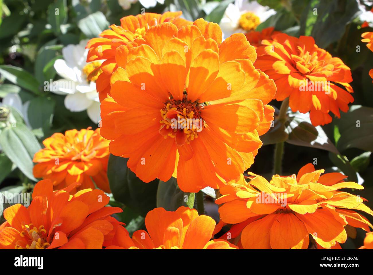Marigolds flowers growing blooming hi-res stock photography and images ...