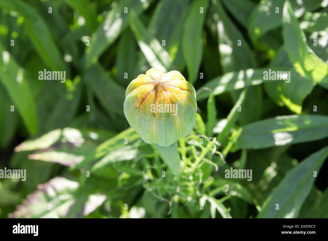 Macro of a marigold flower bud about to open Stock Photo - Alamy