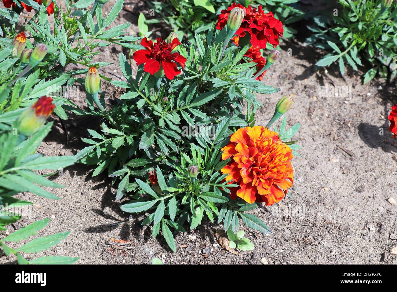 Red and orange marigold plants growing in soil Stock Photo - Alamy