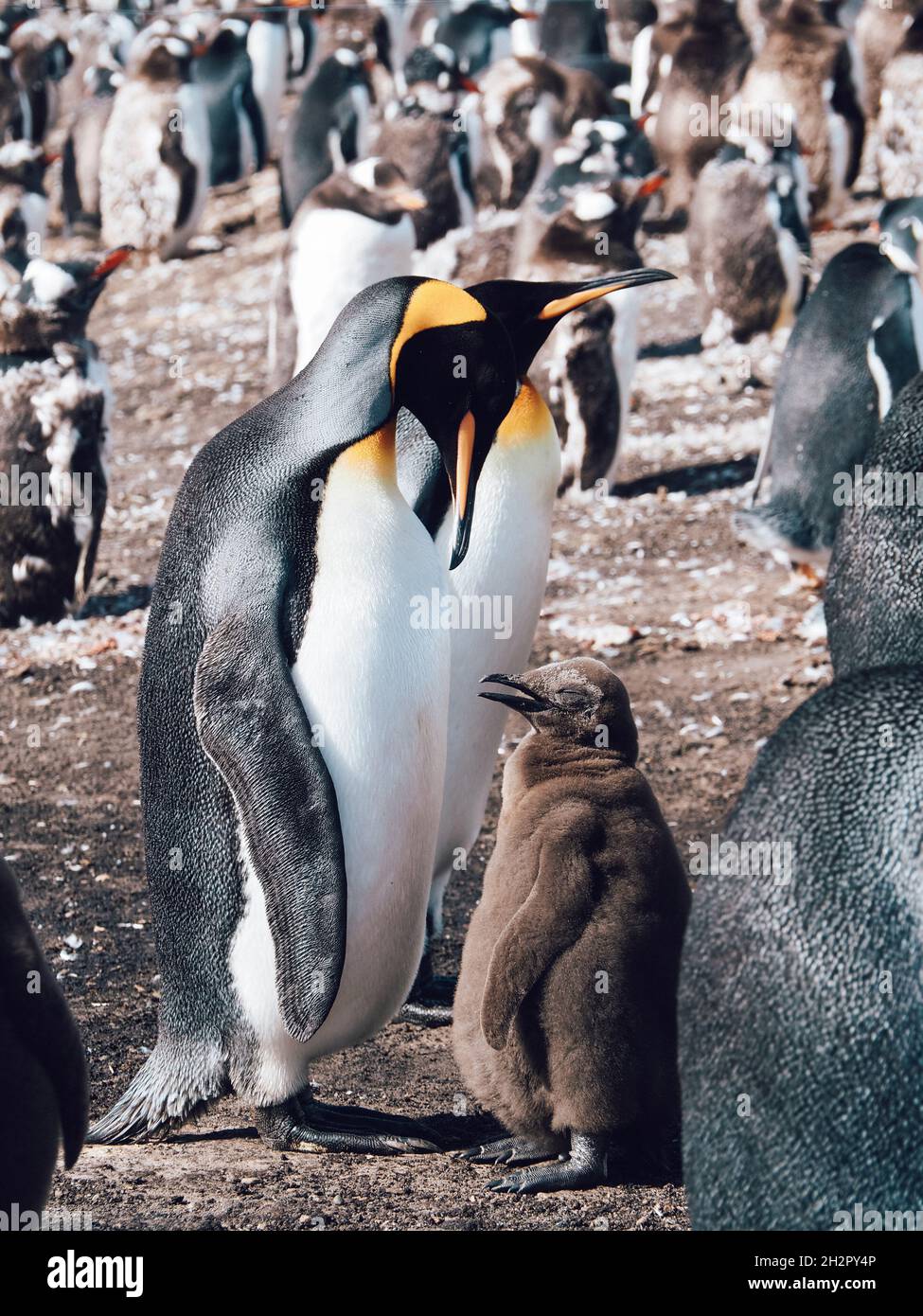 King penguin baby mother hi-res stock photography and images - Alamy