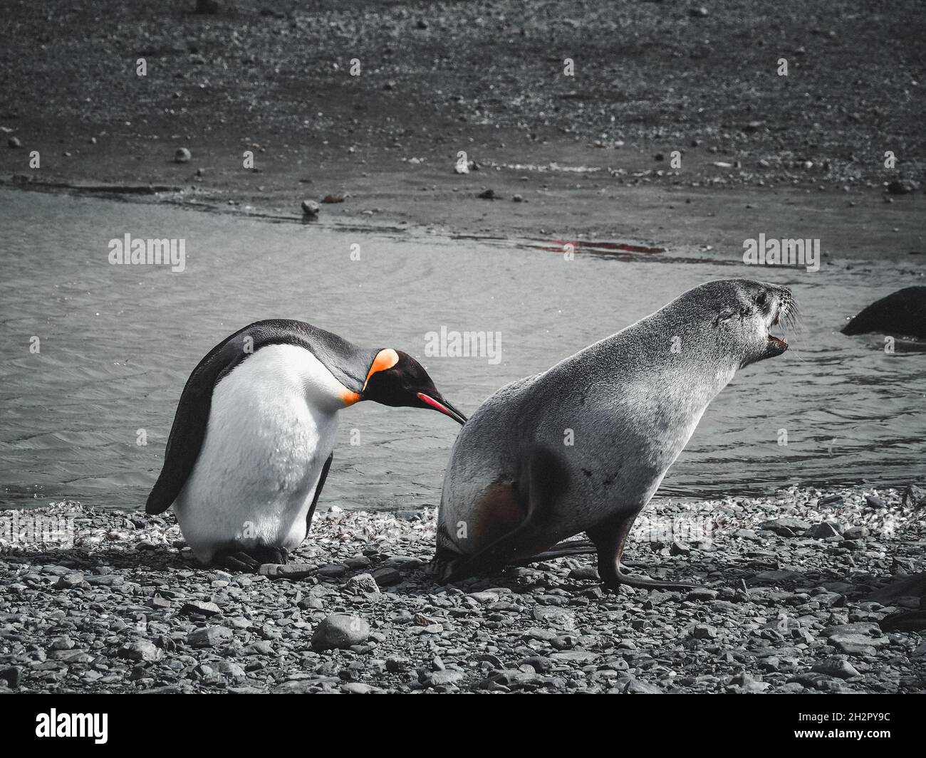King penguin and sea lion on the shore in South Georgia Stock Photo - Alamy