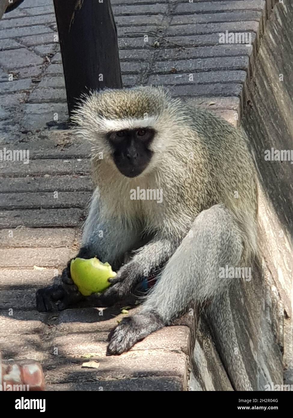 Monkey bitten hi-res stock photography and images - Alamy