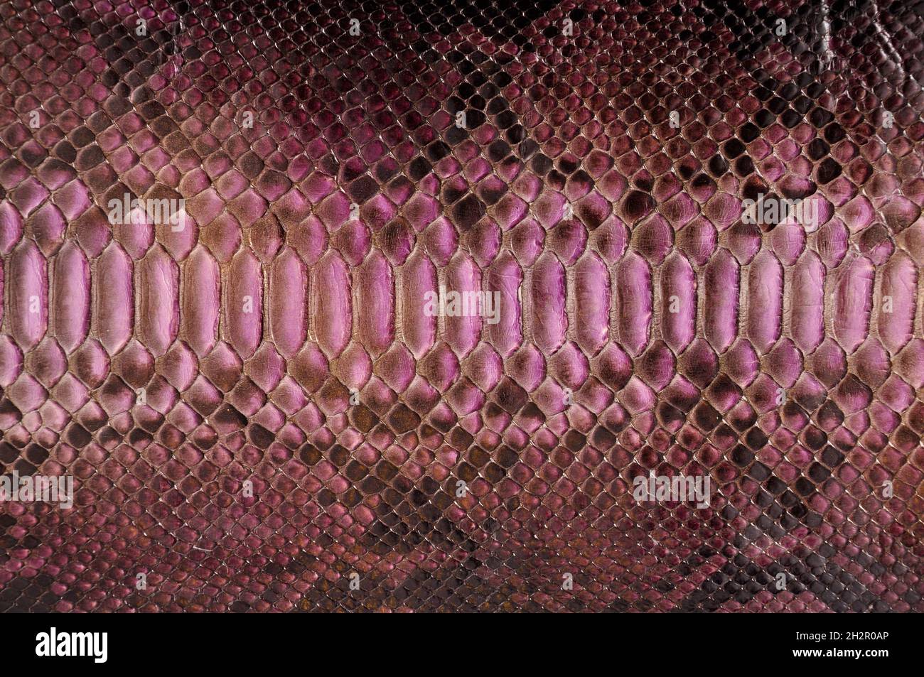 Natural snake skin is used for luxury clothes and accessories, suitable ...