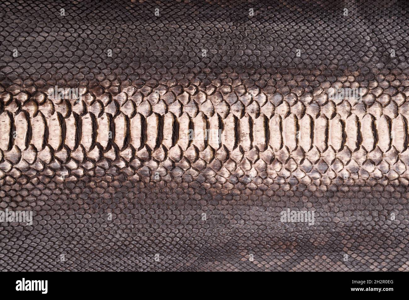 Natural snake skin is used for luxury clothes and accessories, suitable ...