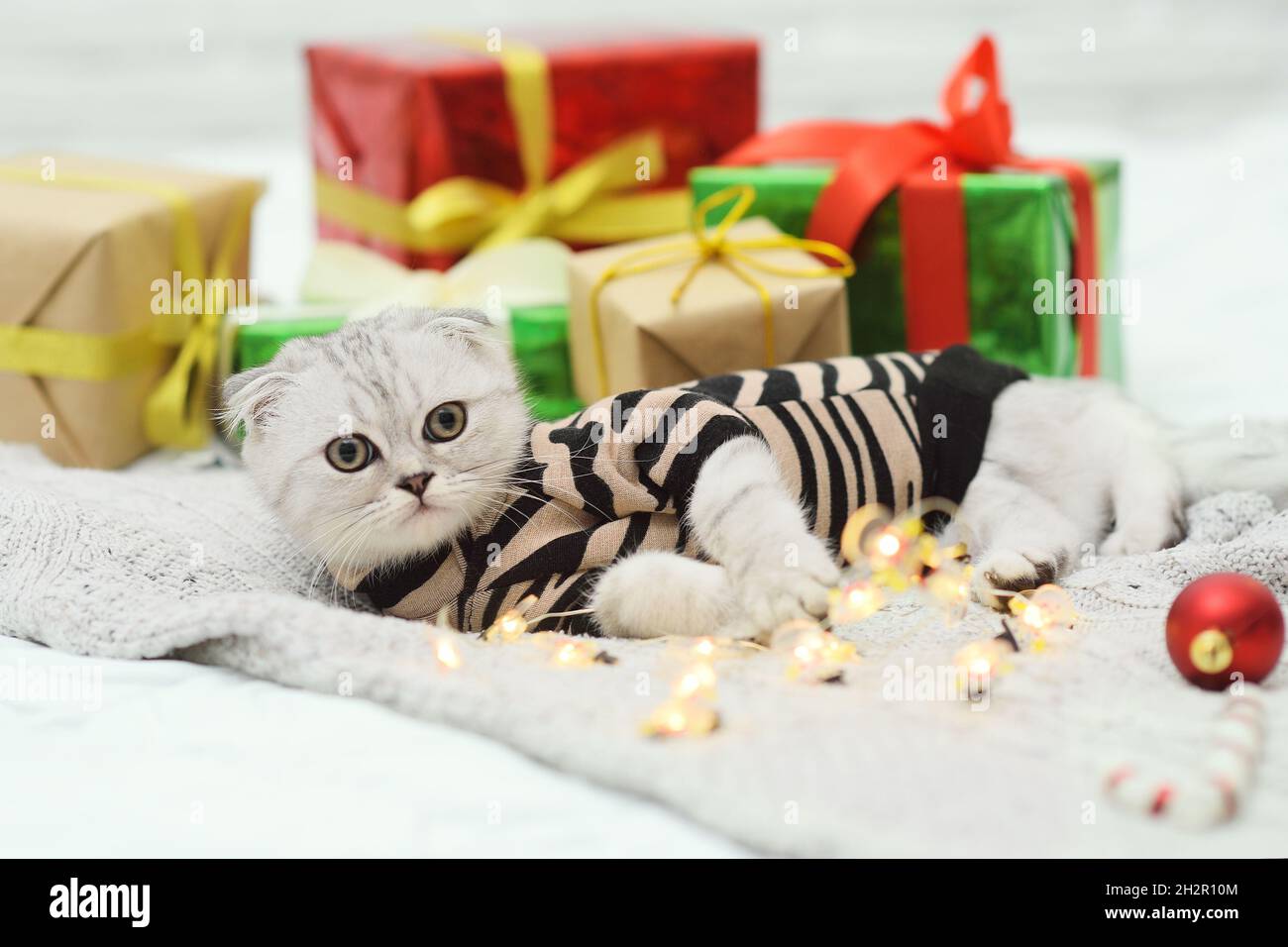 a Scottish fold kitten in a tiger costume on a light background and on ...