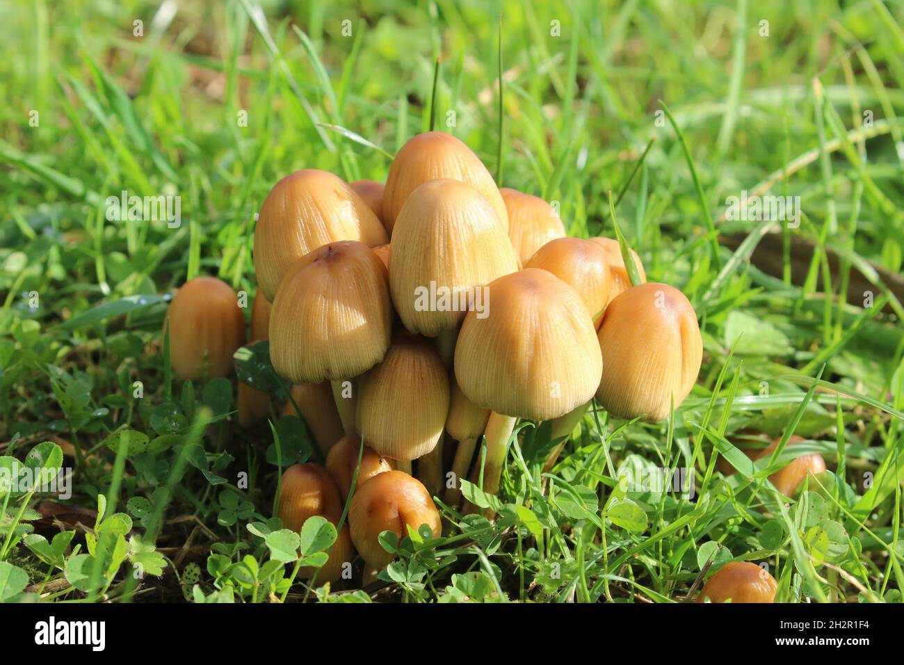 Mindfullness nature hi-res stock photography and images - Alamy