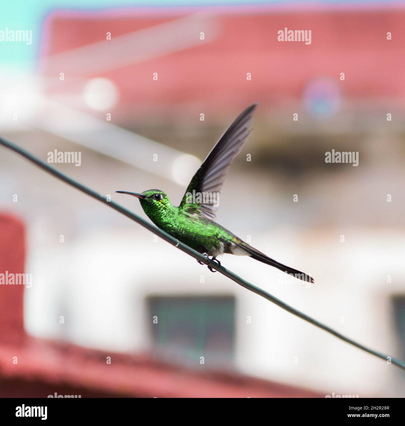 A hummingbird with a stretched left wing sitting on the wire Stock ...
