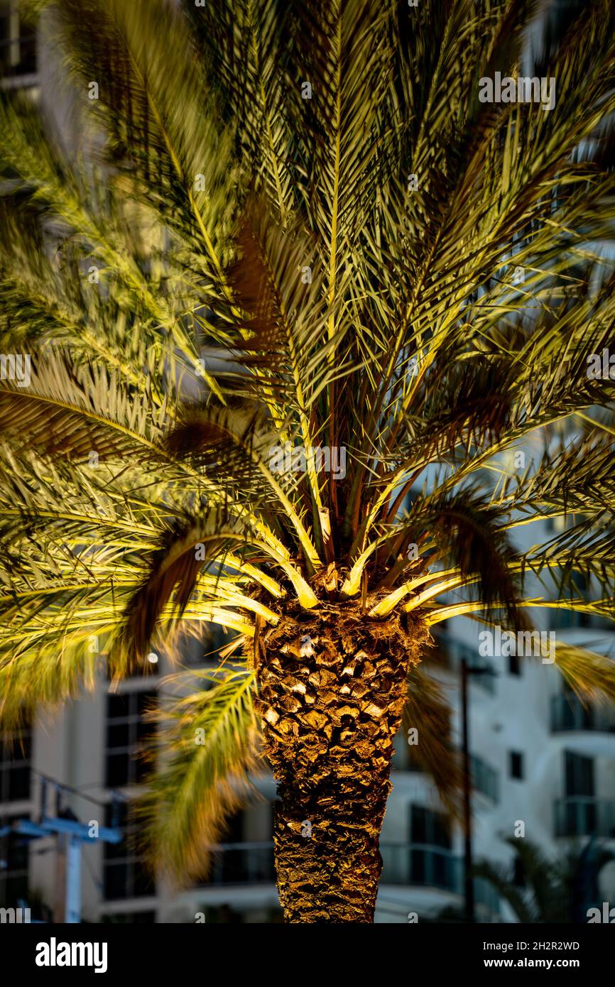 Palm tree lit at night Stock Photo - Alamy