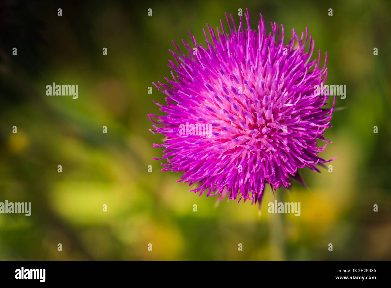 Wild thistle hi-res stock photography and images - Alamy